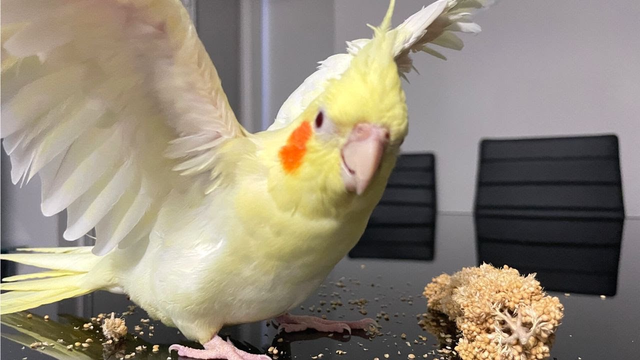 Cockatiel Loves Millet - YouTube