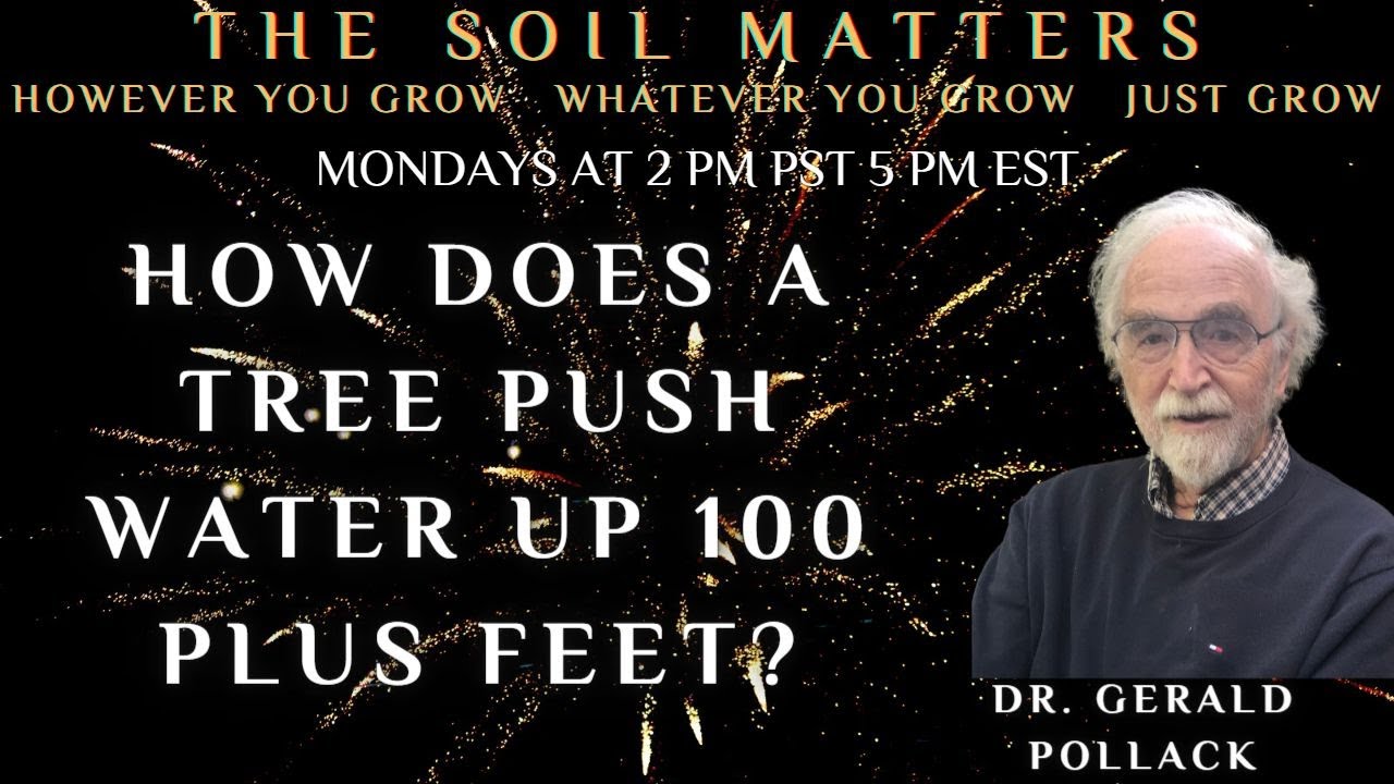 How Does A Tree Push Water Up 100 Plus Feet - YouTube