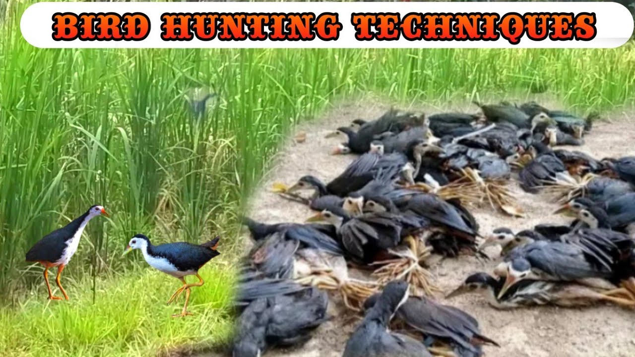 Bird Hunting Techniques |How To Hunting Birds | - YouTube