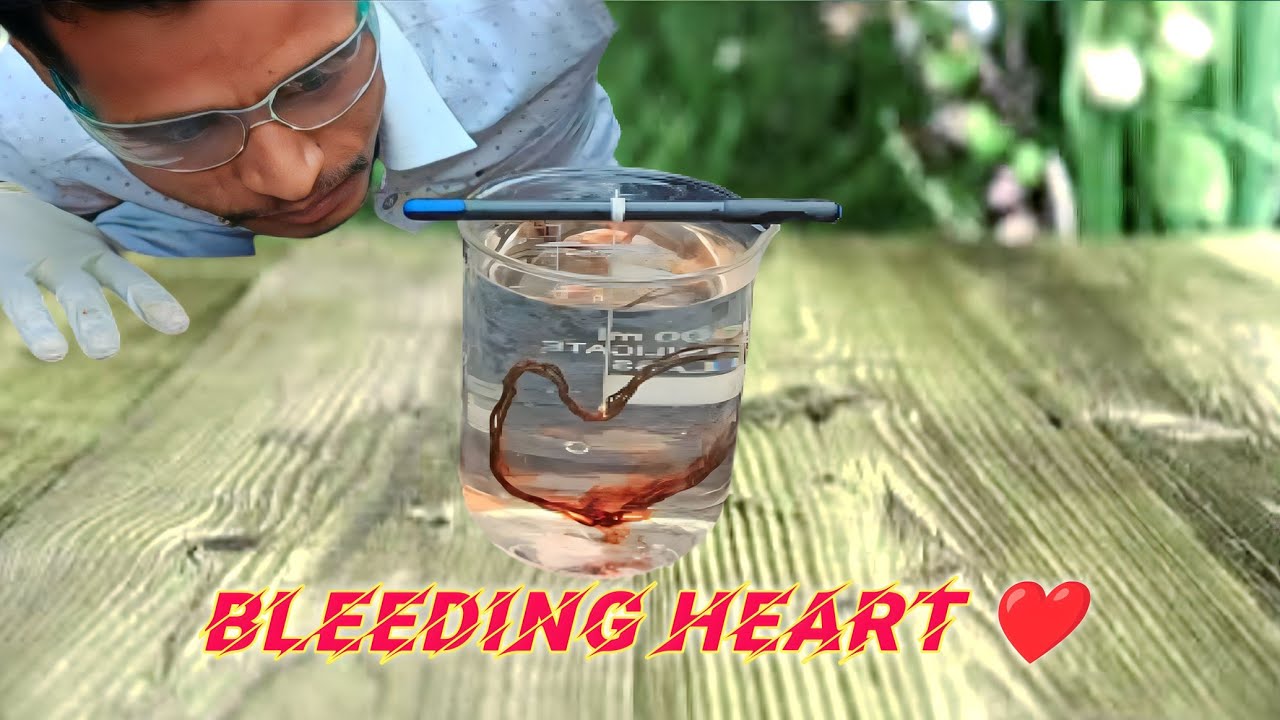 Bleeding Heart Experiment | Dil se nakli khoon nikala - YouTube