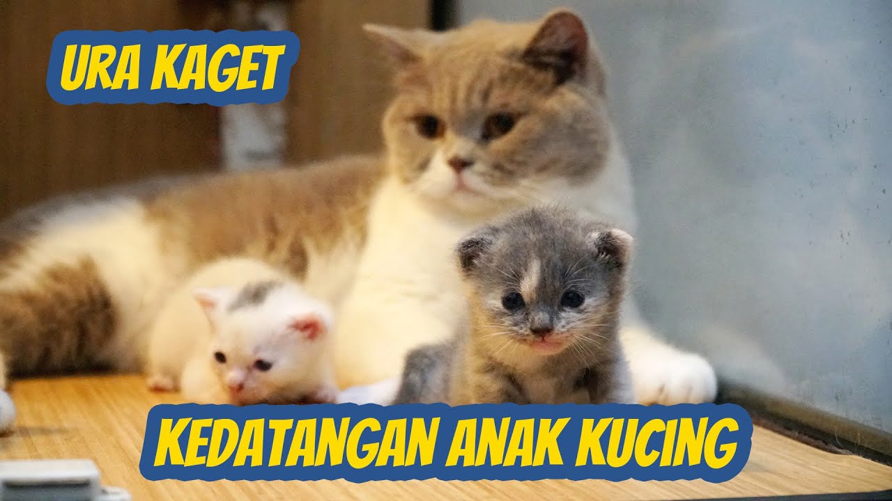URA PUNYA ANAK KUCING BARU - YouTube