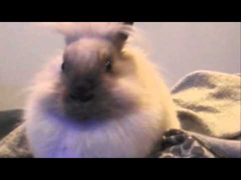Rasta Rabbit - YouTube