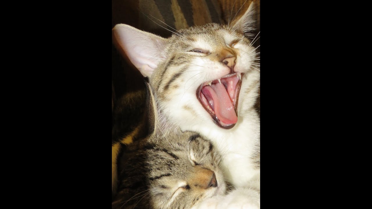 Funny cats and crazy kittens - YouTube