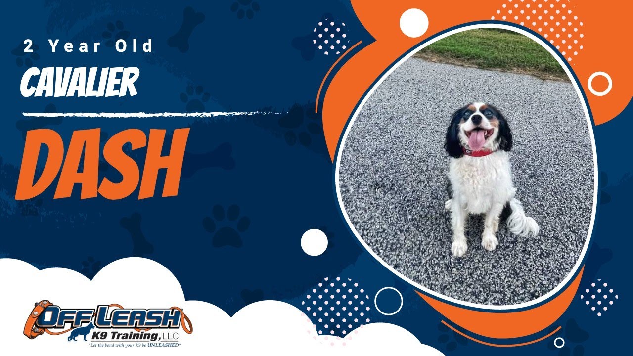 Dash | 2 Year Old Cavalier | Cavalier King Charles Spaniel Training in ...