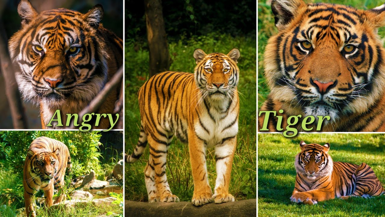 Angry Tiger Attacks Video || Animal Points - YouTube