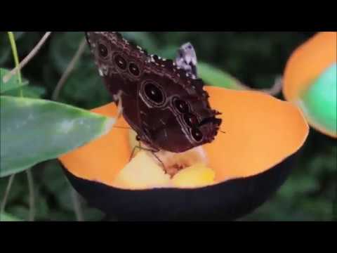 Butterfly Exhibit: Pacific Science Center Seattle, WA 2018 - YouTube