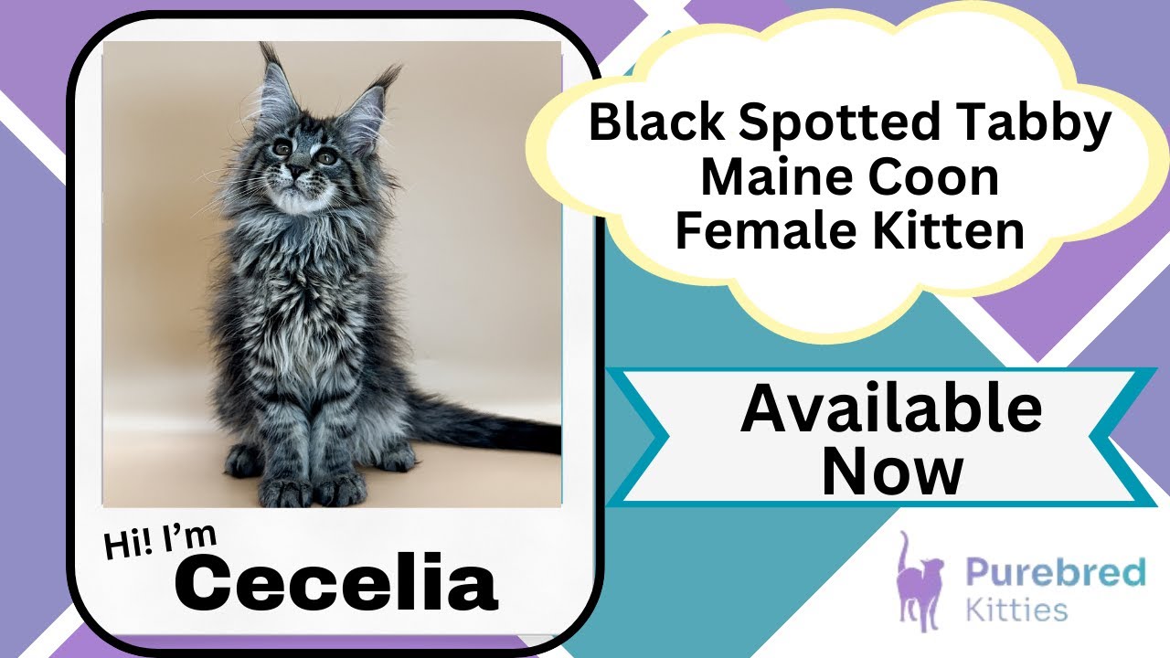 Cecelia Black Spotted Tabby Maine Coon Male Kitten Available Now ...
