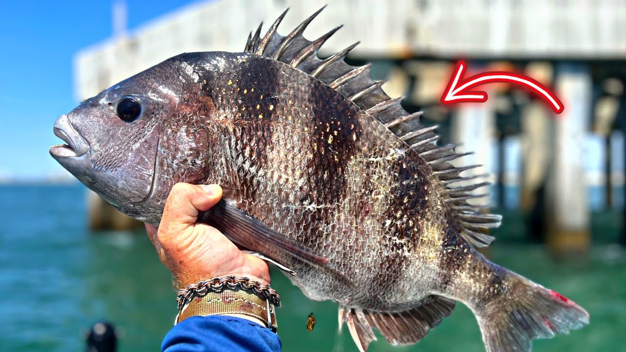 GULF Pier Was STACKED WITH BIG FISH! - YouTube