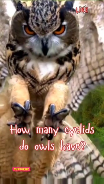 Discover the Mysterious Purpose of Owls' Triple Eyelids! #owl #animals ...