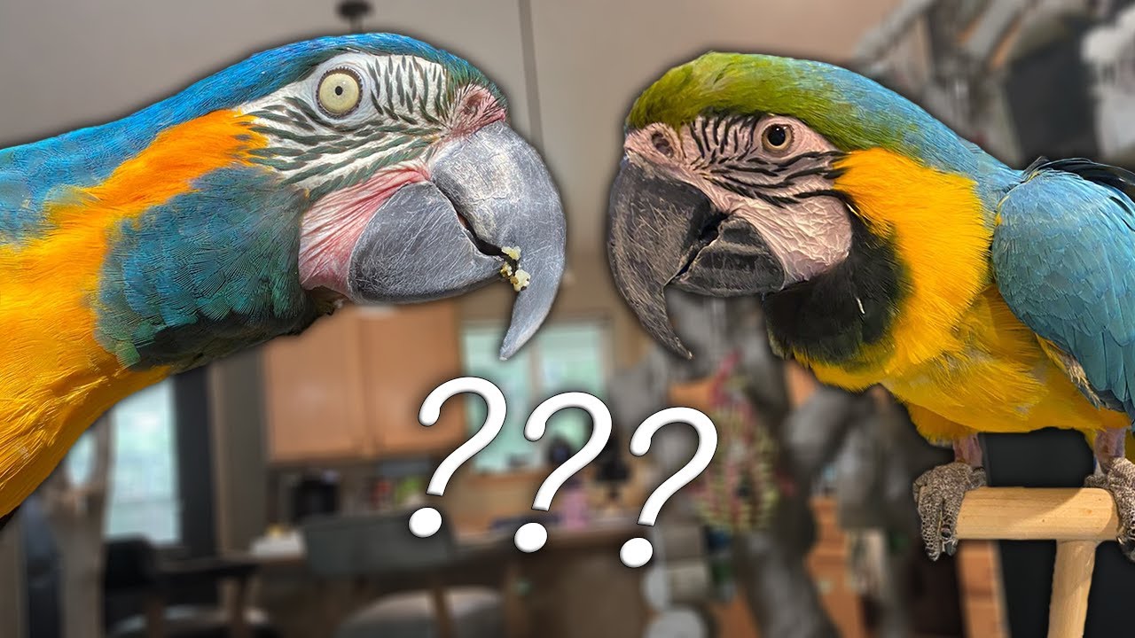 Teaching Macaws to Be CALM | Will Jinx and Sunny GET ALONG ...