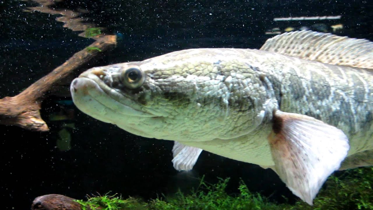 northern snake head at the national aquarium - YouTube