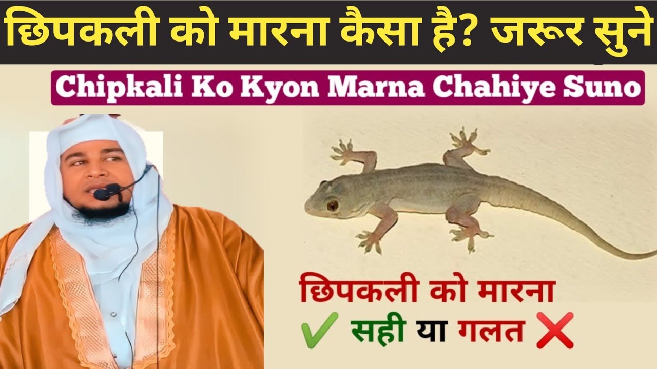 Chipkali Ko Marna Kaisa Hai? | छिपकली मारना कैसा है? | Chipkali Kaise ...