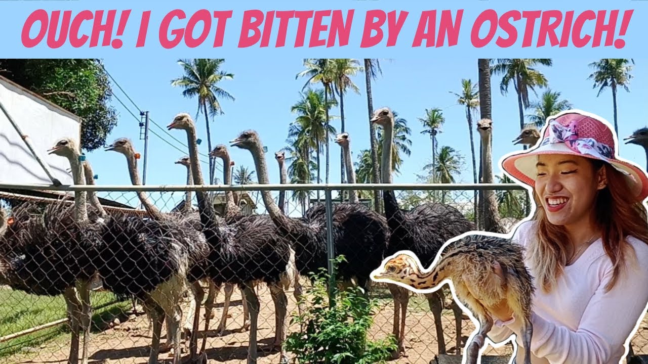 VLOG #11 PHILIPPINE OSTRICH & CROCODILE FARM IN CDO I Visiting Ostrich ...