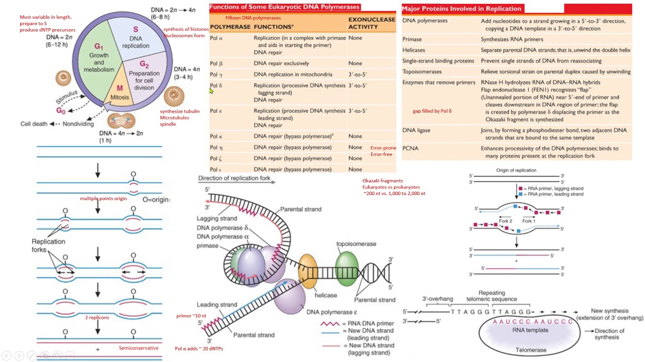 Diagrama De Dna Polimerase Replicación Origen Bidireccional DNA