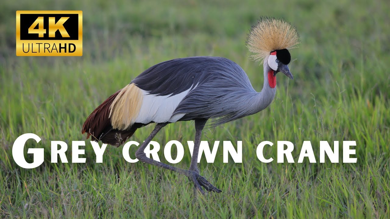 So Beautiful Grey Crowned Crane 4k ultra hd video - YouTube