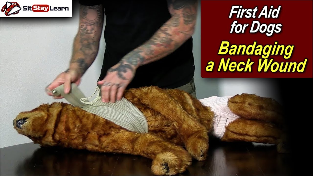 First Aid for Dogs: Bandaging Neck Wound - YouTube