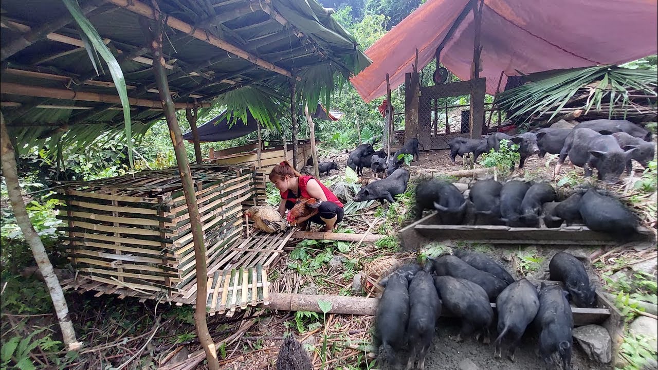 Full Video: Building Bamboo House For Chicken, Bamboo Wall, Garden Life ...