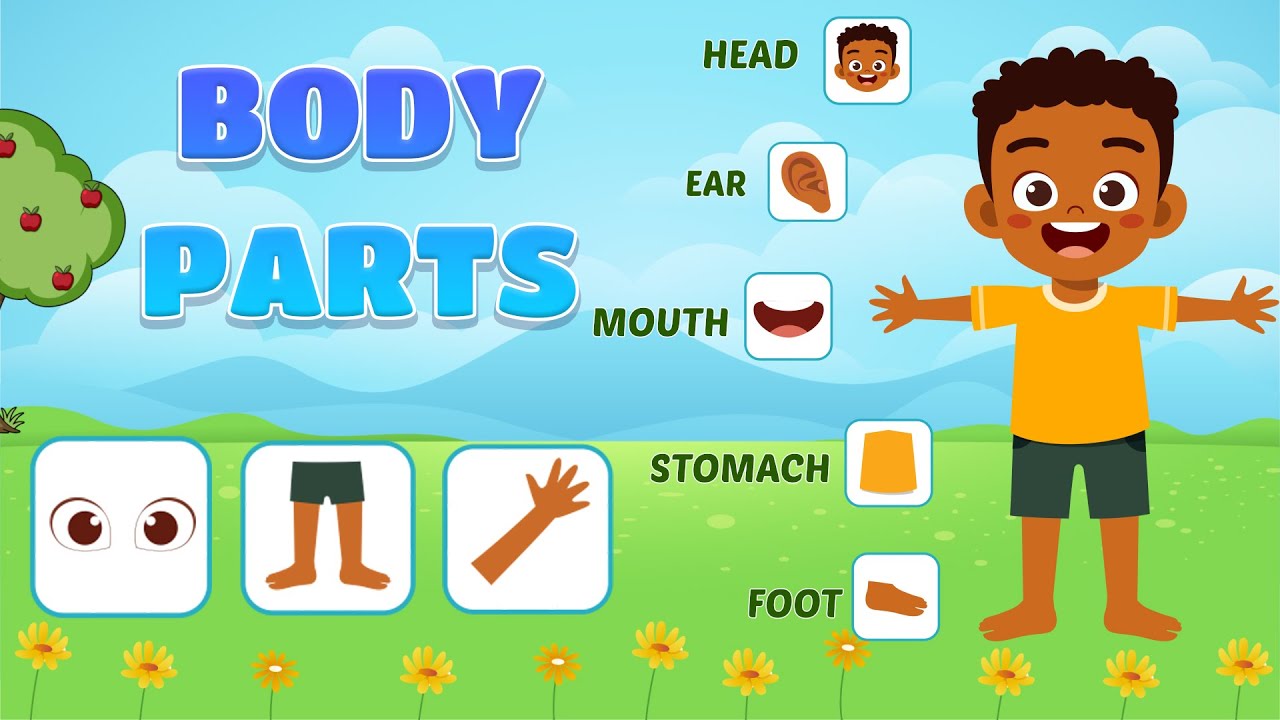 Learn Body Parts Names - Body Parts for Kinder in English with Pictures ...