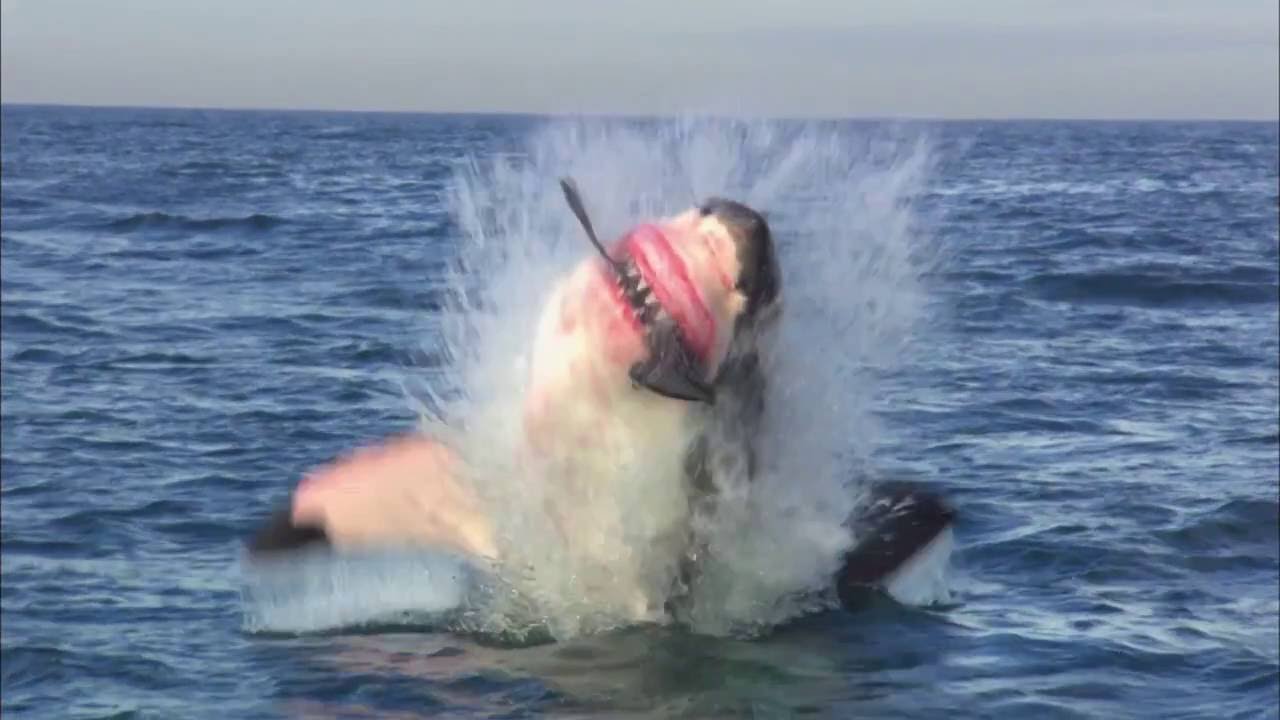 Sharks: The Big Five PREVIEW - YouTube