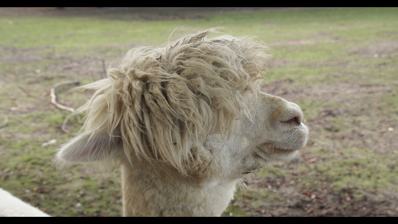 Alpaca haircut... - YouTube
