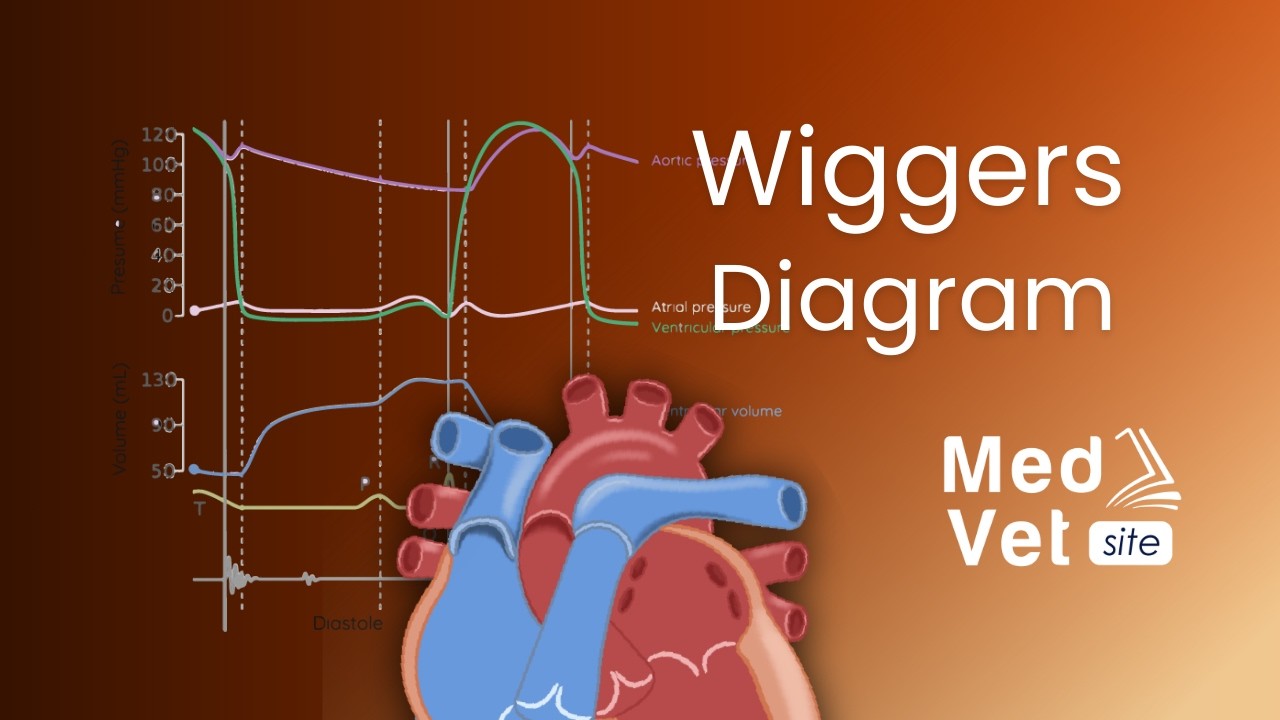 Cardiac cycle - Wiggers Diagram. Animation. - YouTube