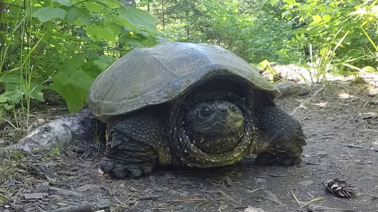 A turtle on a portage of Birds River in Nopiming Provincial Park ...