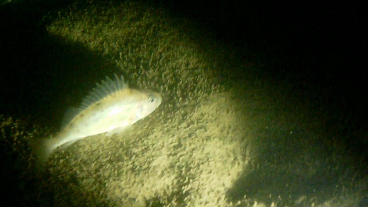 Hydrozagadka #5 / Hydroriddle #5 Jazgarz Gymnocephalus cernua - YouTube