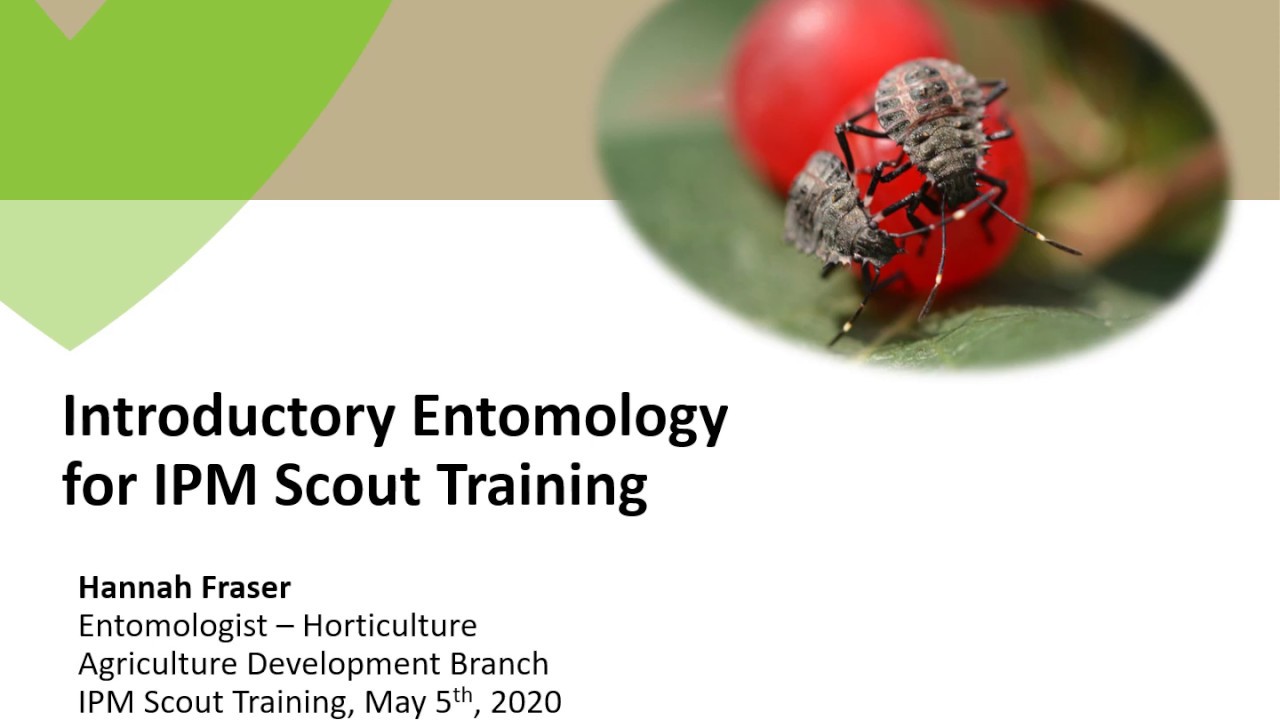 Intro to Entomology for IPM Scout Training - YouTube