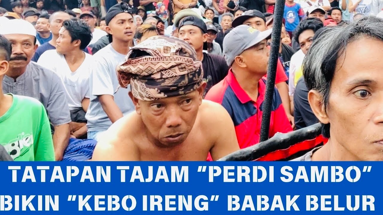 Terbaru - Heboh PERDI SAMBO Taklukan KEBO IRENG | Peresean terbaru 2024 ...
