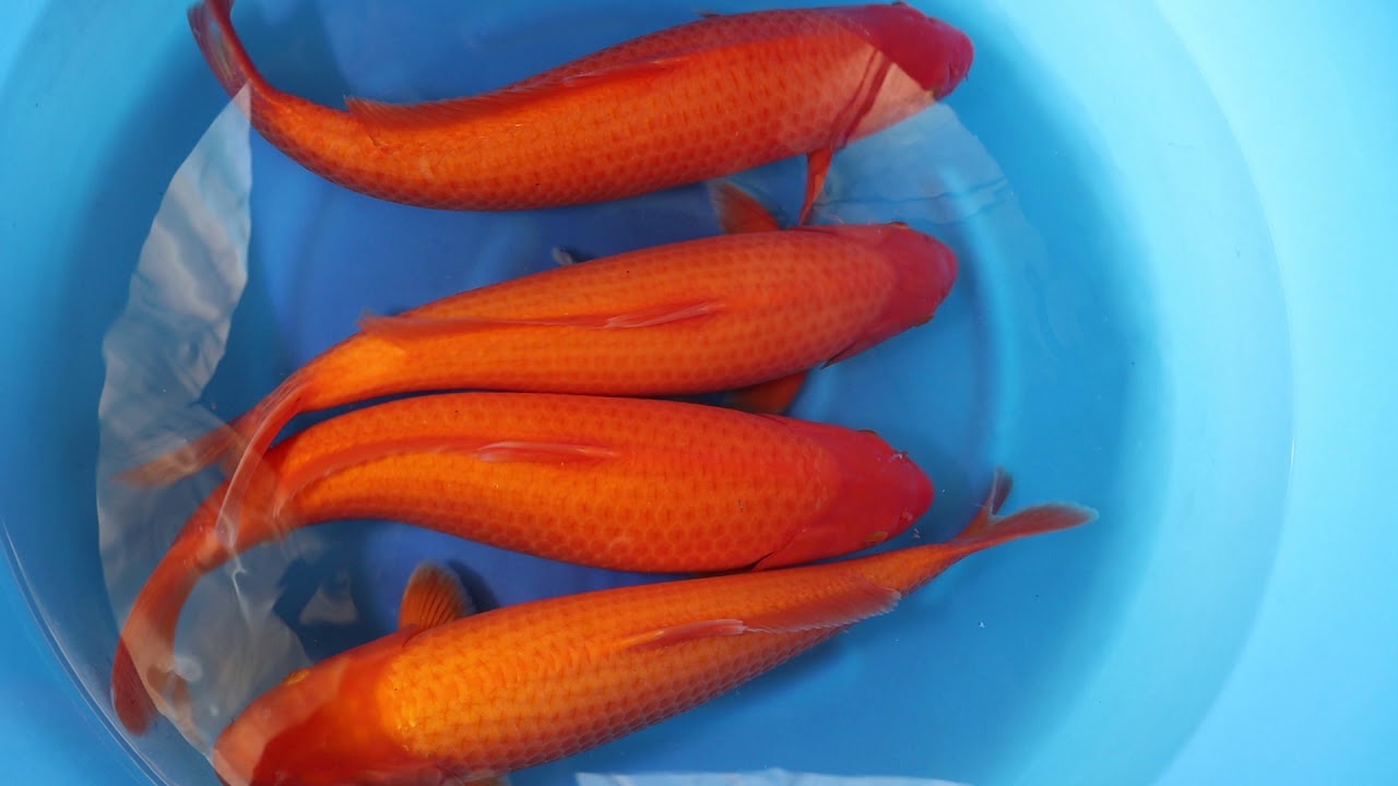 KOI NISAI RED KARASHIGOI KATAOKA - YouTube
