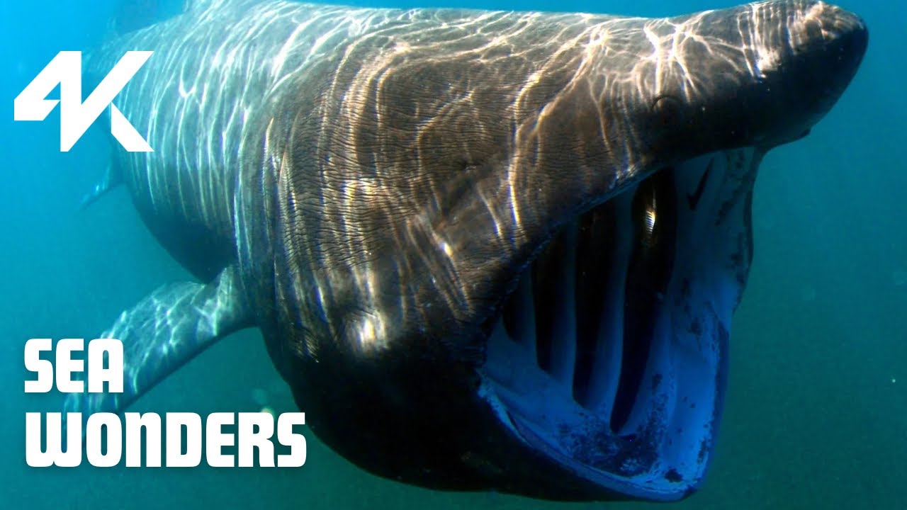 Ocean Animals Compilation In 4K | Animals Zootube - YouTube