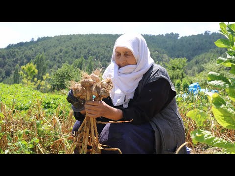 Hisarcık'ta beyaz altın olarak bilinen sarımsak hasadı başladı
