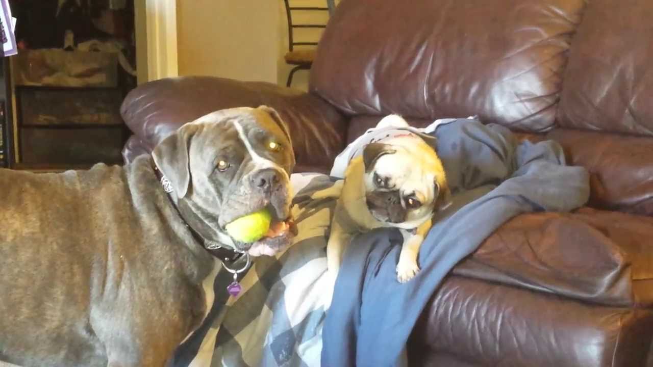 Dogs Caught Fighting Over Ball - YouTube