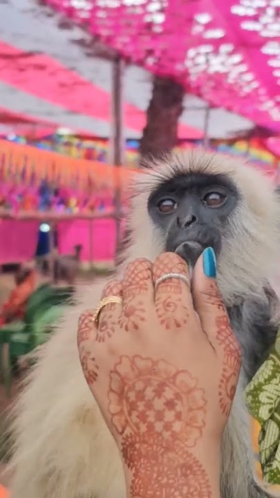 Mother Monalisa and her daughter Sundri Chulbuli #monkey #langoor #monalisabhadra - YouTube