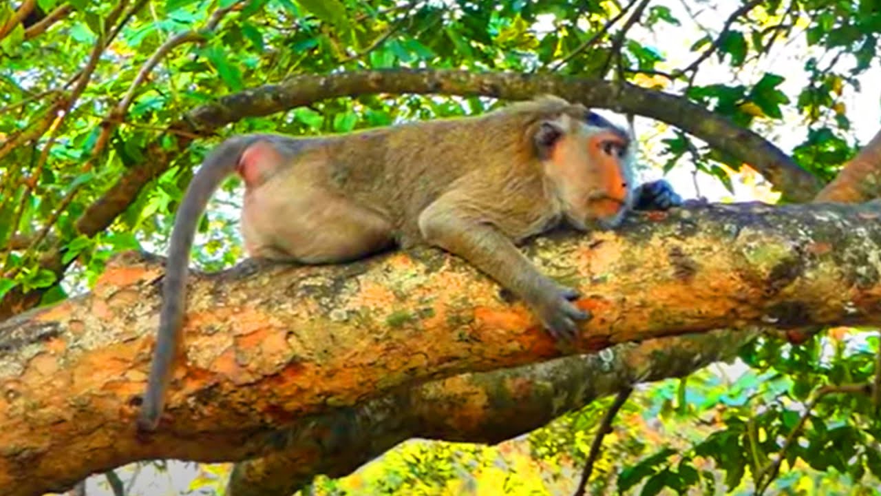 Melena Update..! Cute Newborn due time..! Look Melena's Symptoms..! It ...