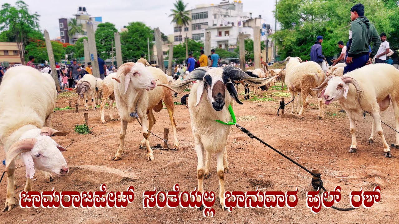 SUNDAY Madness at CHAMRAJPET Sheep Market | Bangalore Chamrajpet Bakra ...