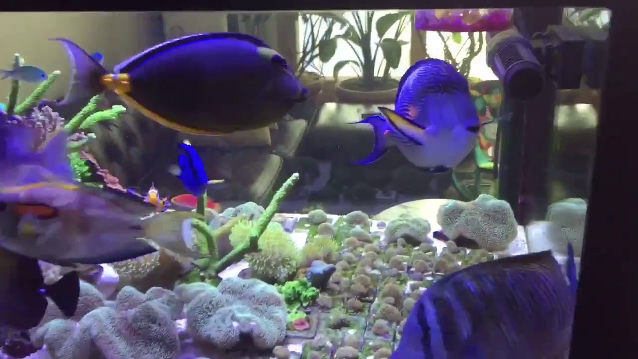 Coral reef farm - YouTube