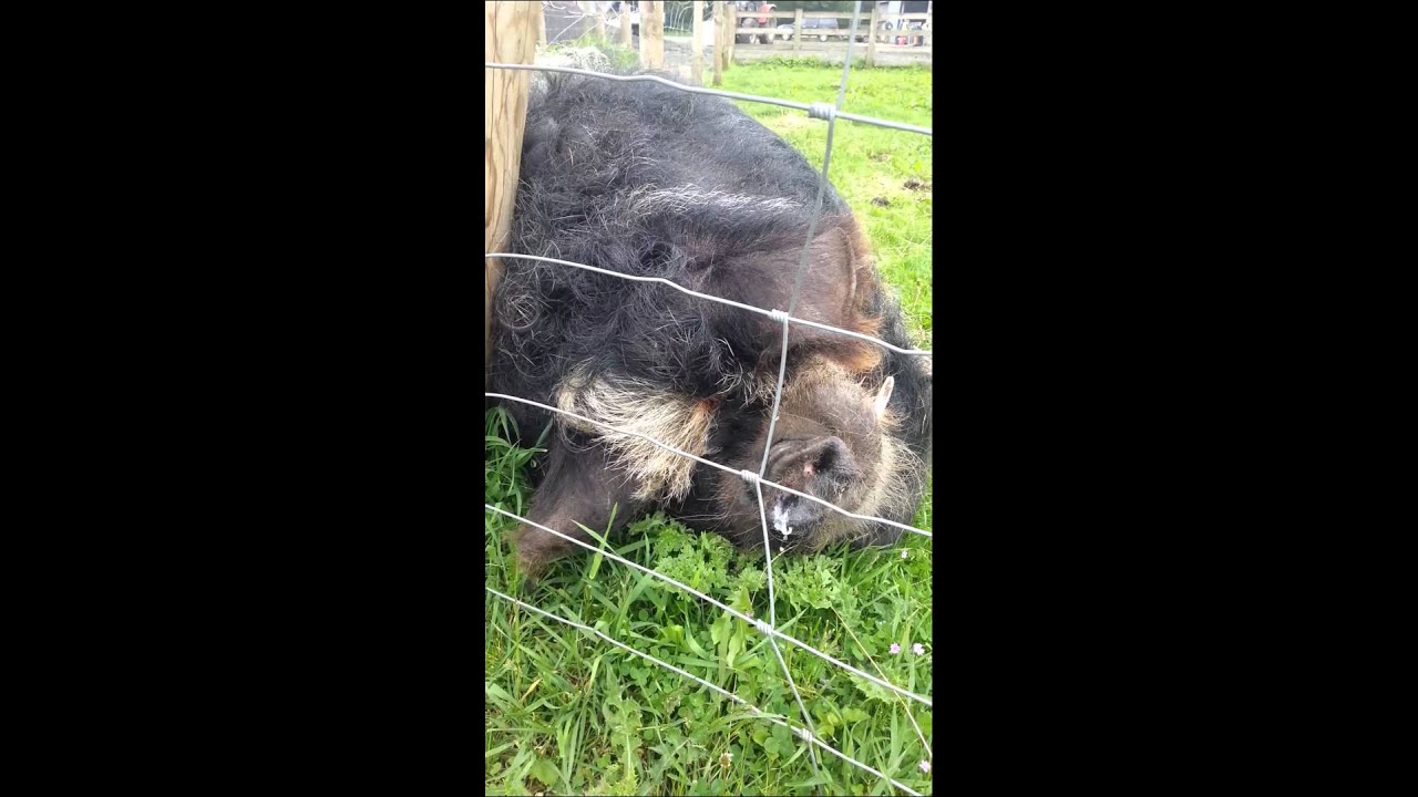 Hey did you see the loudest snoring Pig - YouTube