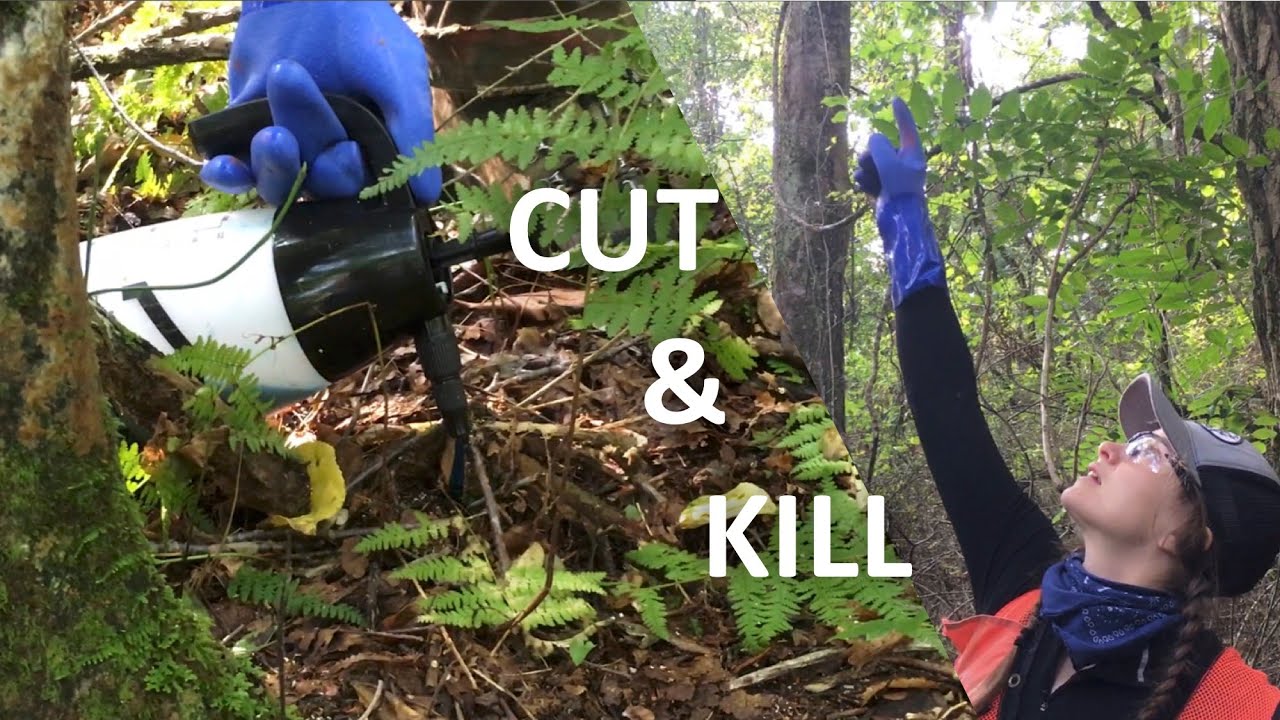 How to Treat INVASIVE Oriental Bittersweet - YouTube