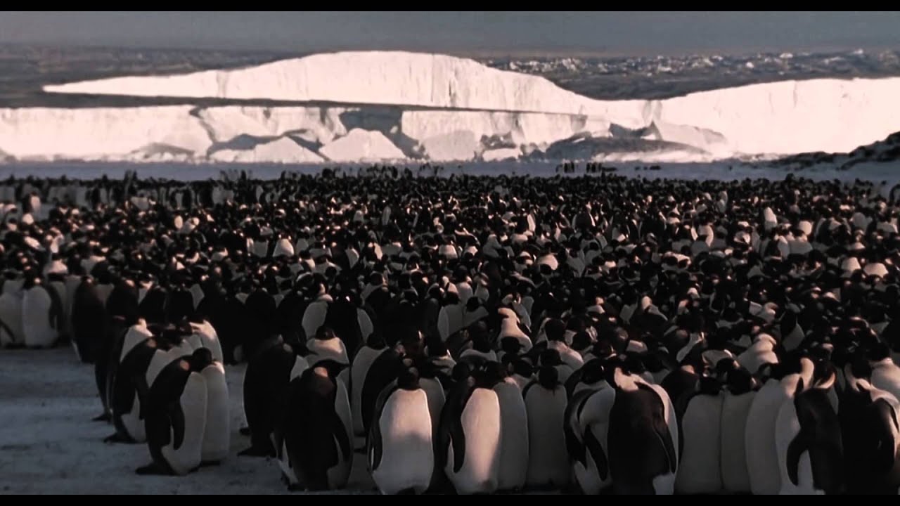 Penguin - The Movie - YouTube