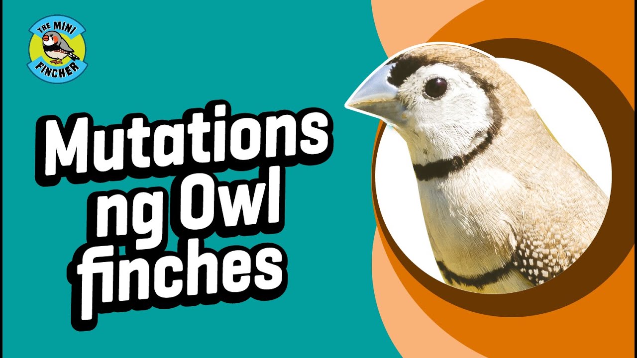 Shorts: Mutations ng Owl finches - YouTube