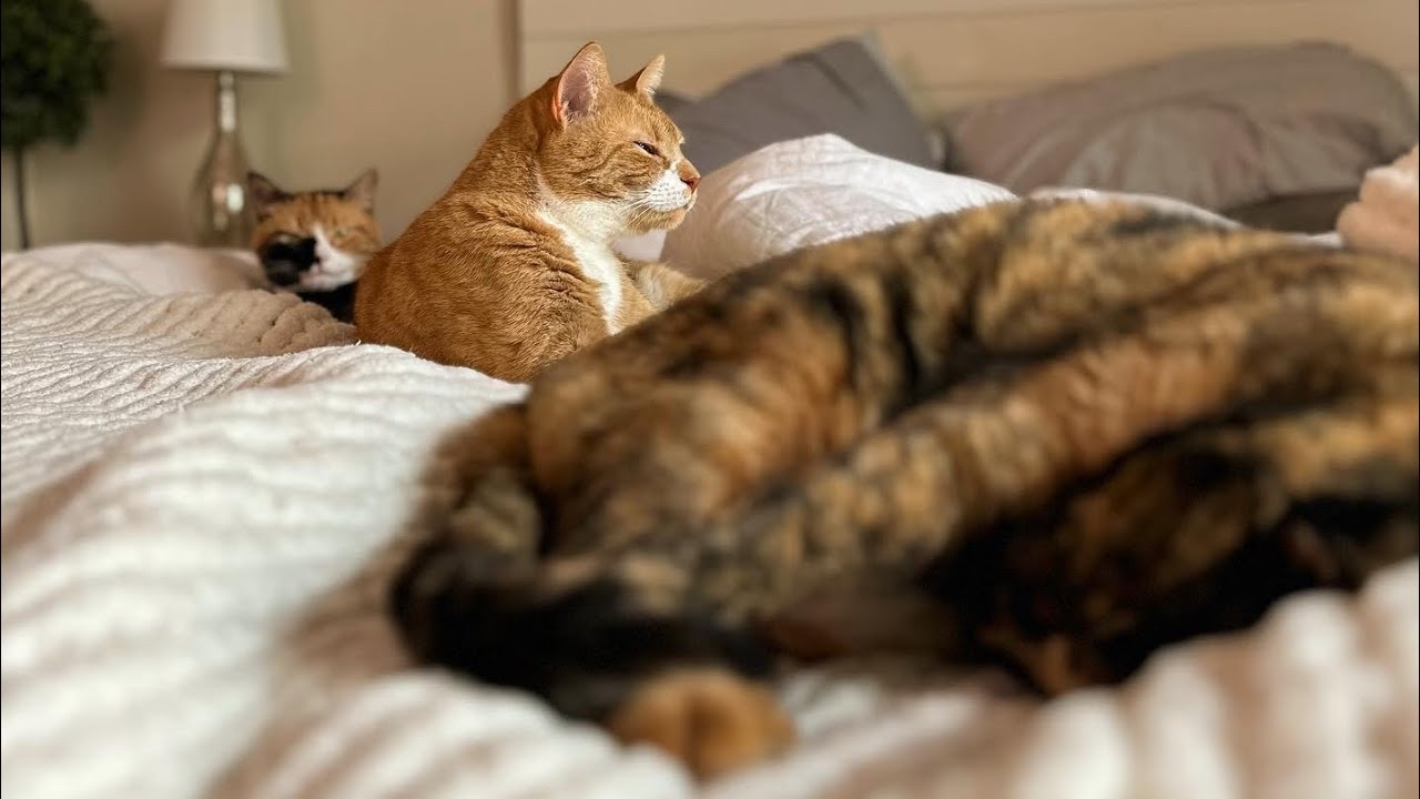 Family Caturday Activity! | CatManJohn - YouTube