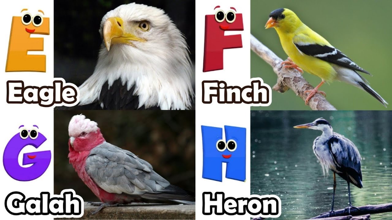 Birds Alphabet Song | ABC Safari Animals 18TH870 | Nursery Rhyme for ...