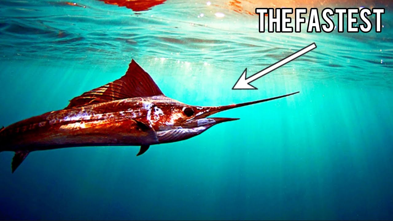 What Makes Sailfish the Fastest Fish on Earth? - YouTube