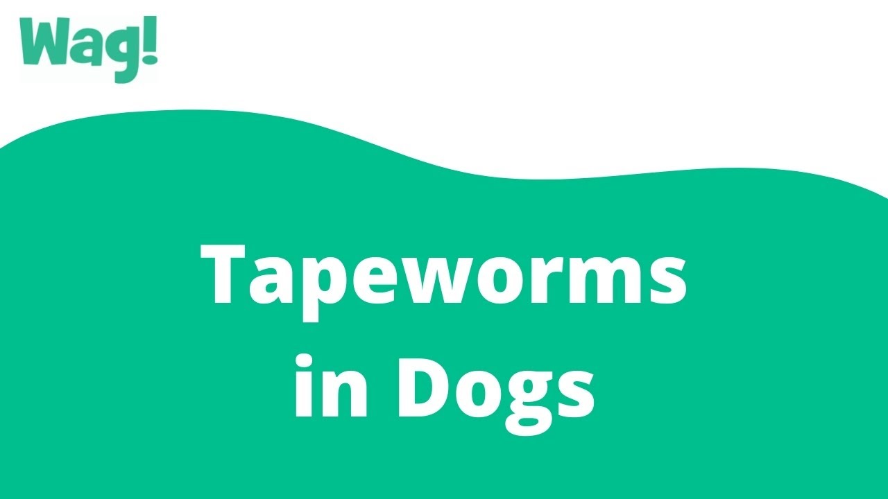 Tapeworm In Dogs Symptoms