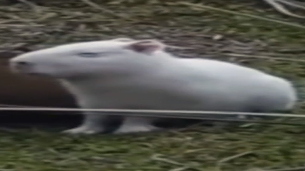 Albino Capybara - YouTube