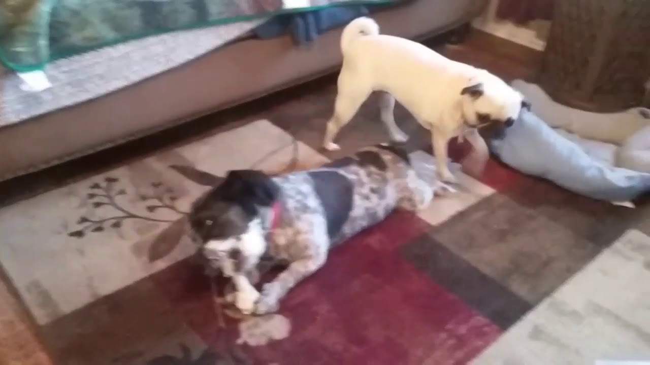 Angry pug. - YouTube