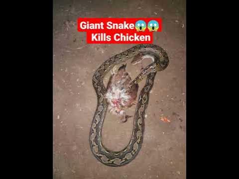 Python Kills chicken#giantsnake #shorts #viral - YouTube
