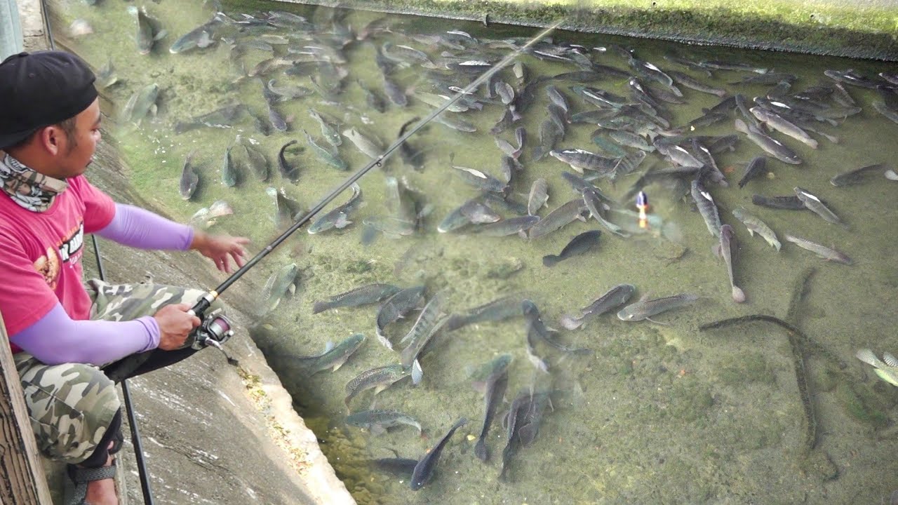 Tidak DiLarang Saya Nekat Mancing Disarang Ikan #TC_255 - YouTube