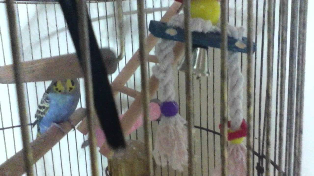 Tail bobbing - YouTube